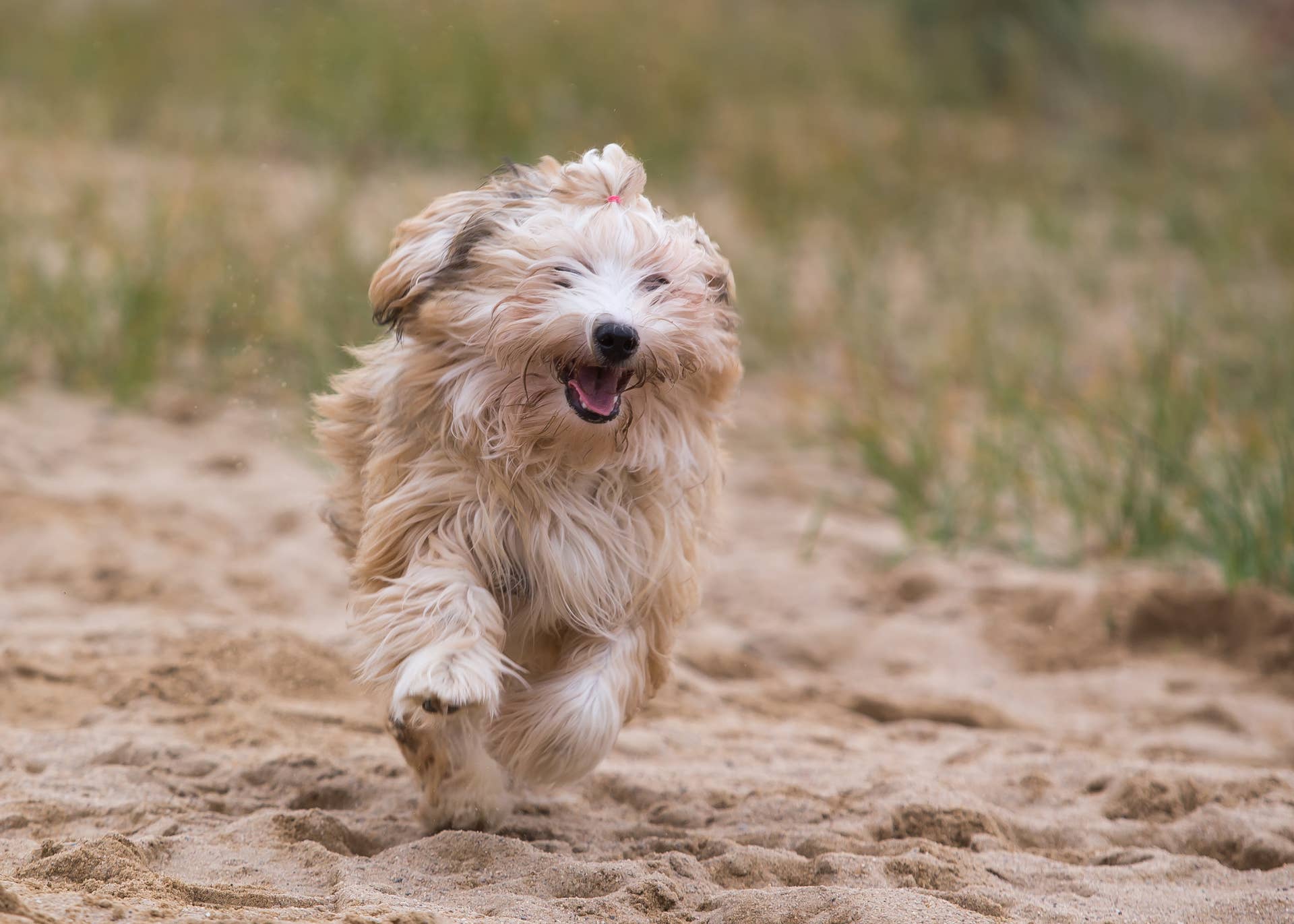 Adorable Dog Besties Reuniting Has Everyone Smiling - PetHelpful