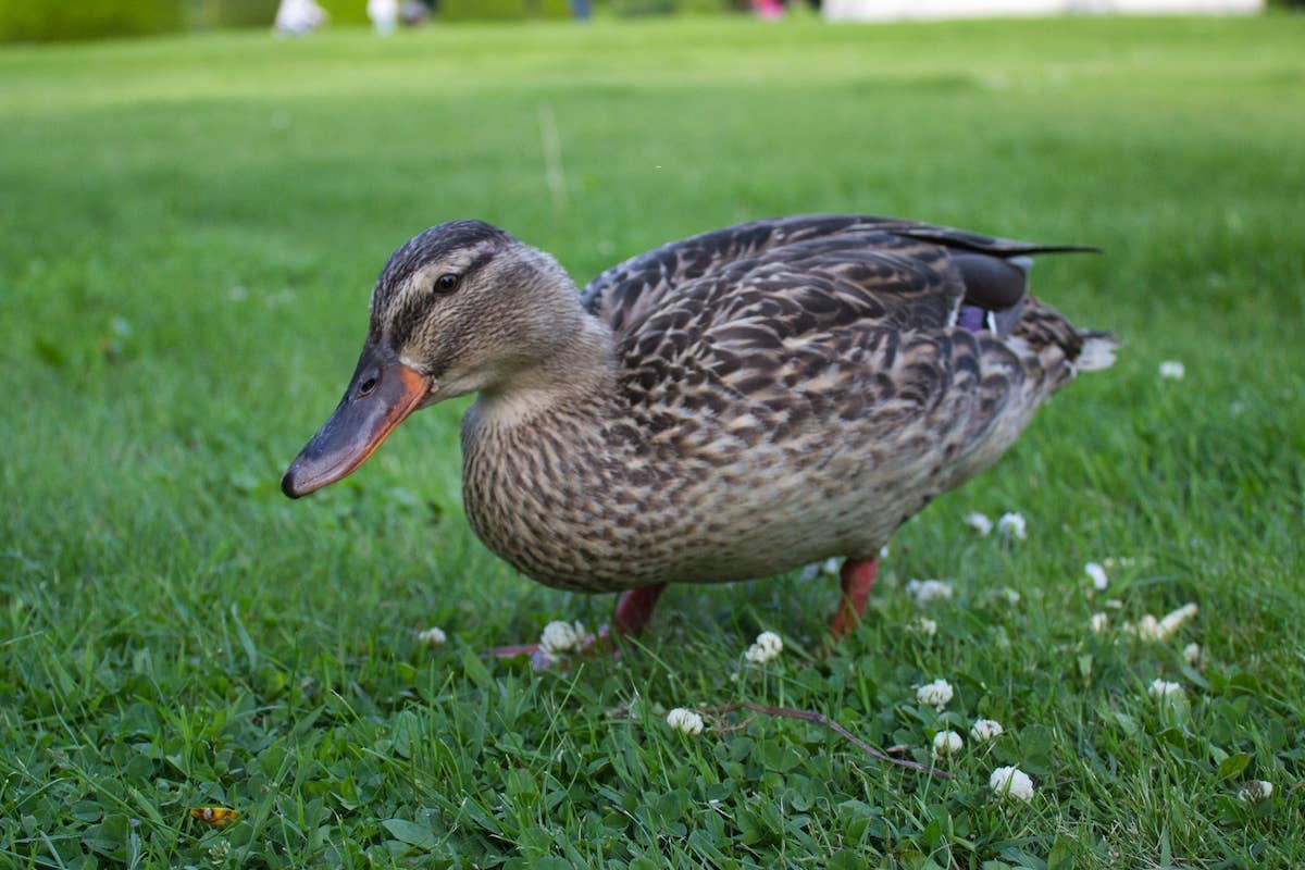 Duck Crashes Wedding by Confidently Walking Down the Aisle Like She's ...