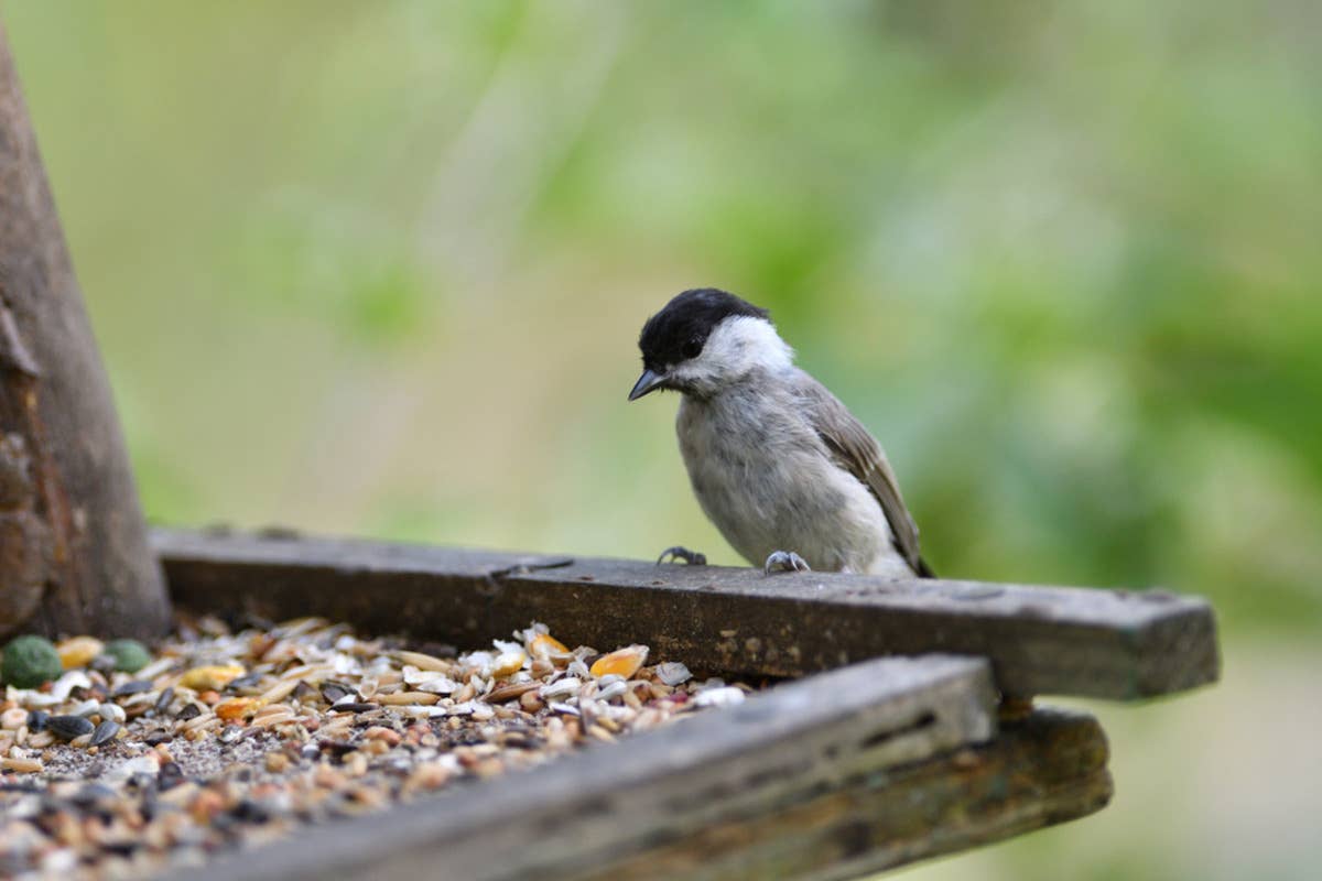 Woman Creates a Bird ‘Vending Machine’ and People Can’t Wait to Make ...