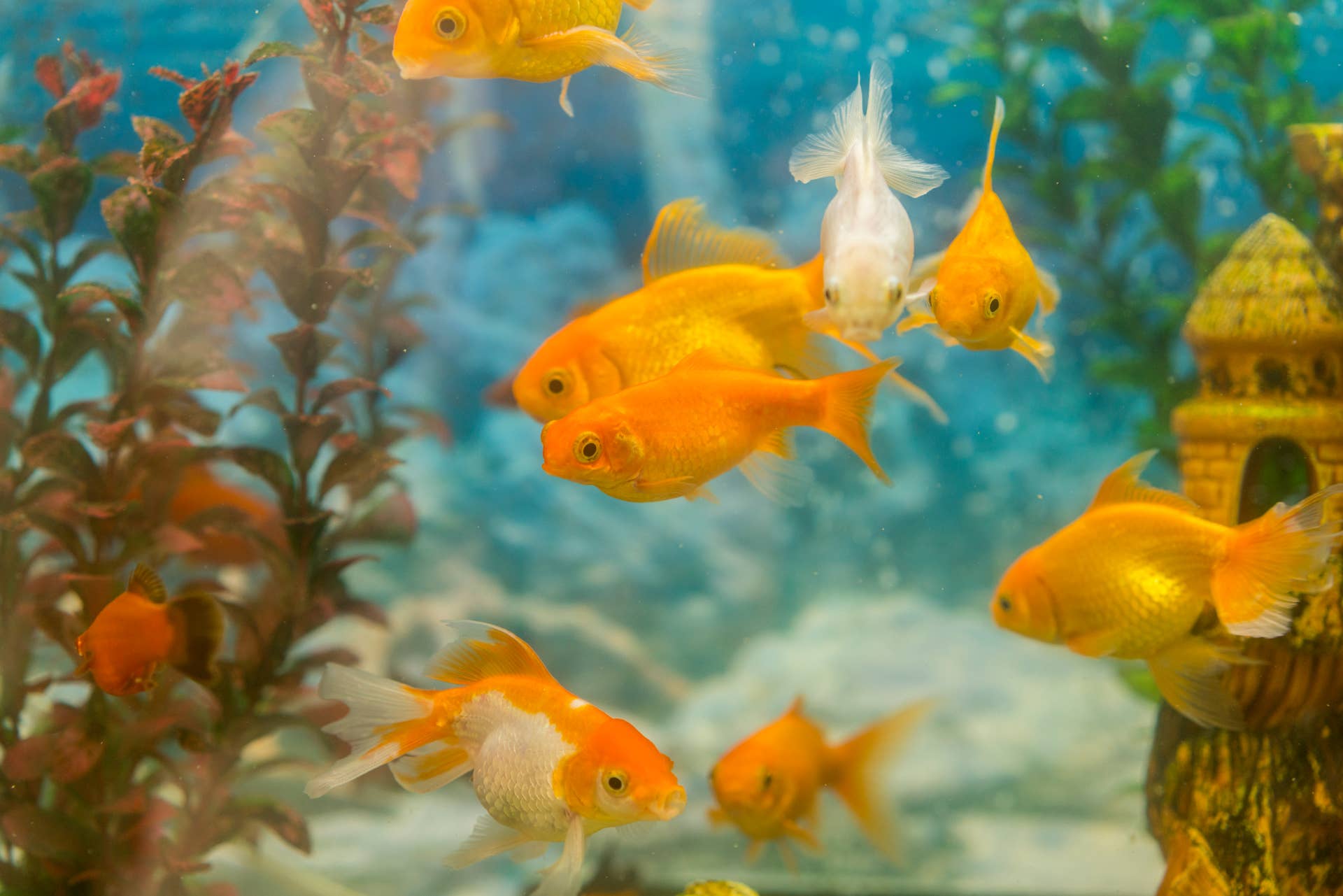Pets are loving this SpongeBob Themed Aquarium Ornament at Petco ...