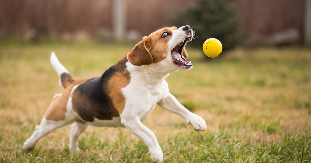 T.J. Maxx Dog Tennis Ball Launcher Is a Fetch Favorite - PetHelpful