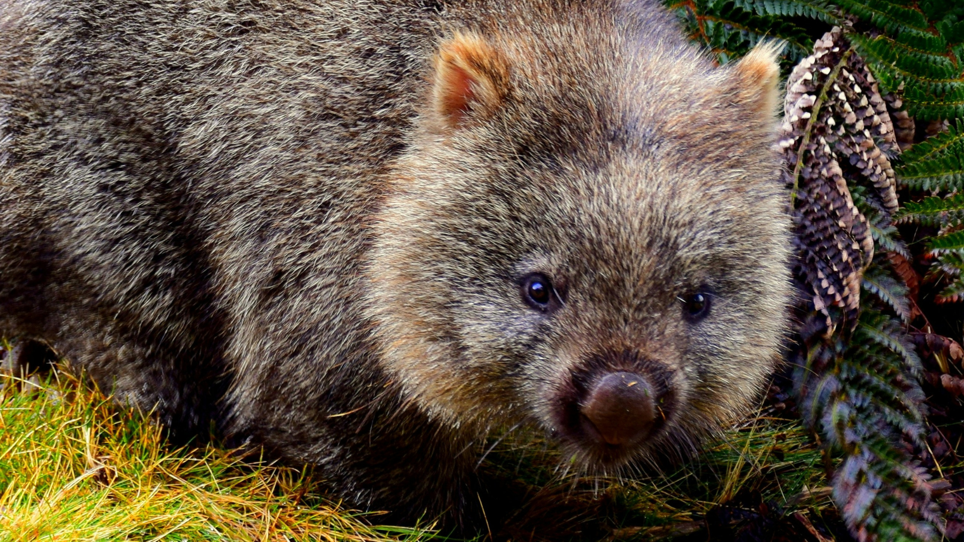 Chunky Wombat Getting Scratches at Australian Zoo Is Everything ...