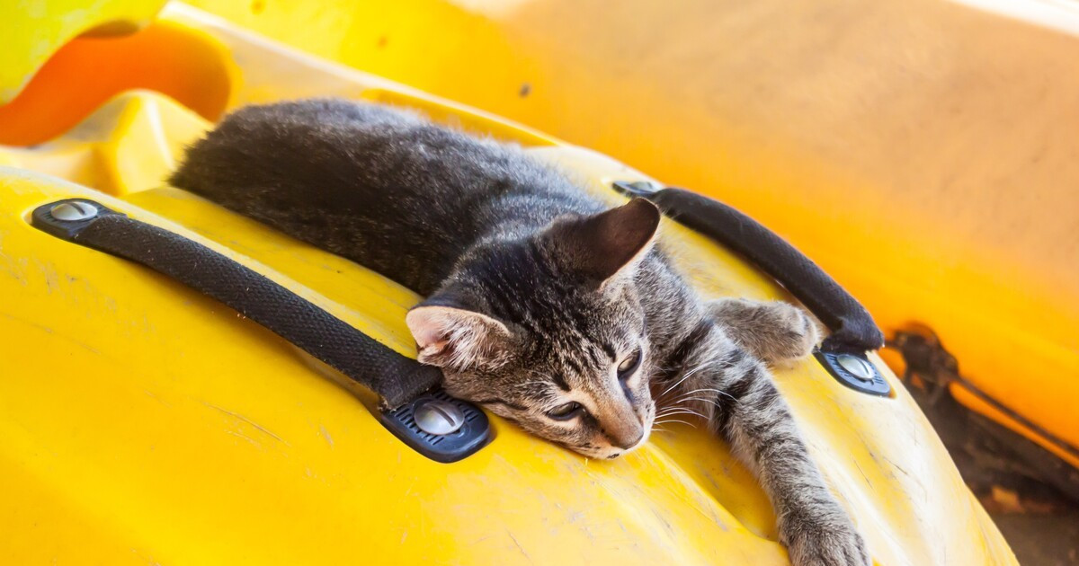 Adorable British Shorthair Cats Go Kayaking for the First Time and ...