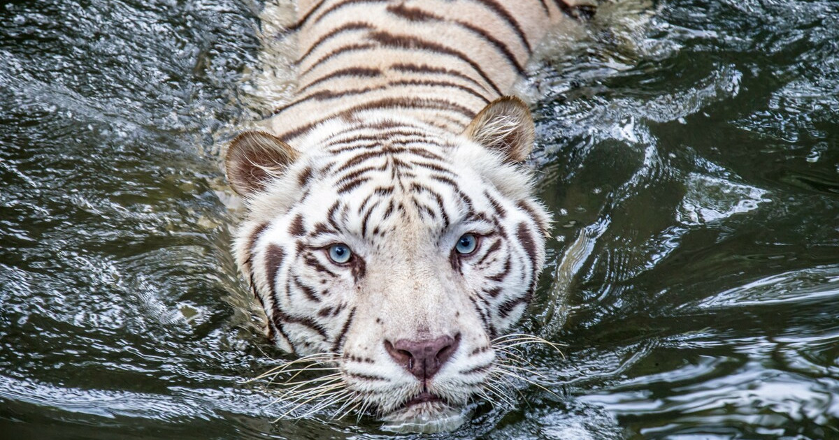 Gorgeous White Tiger Blowing Bubbles at Wildlife Sanctuary Is Total ...
