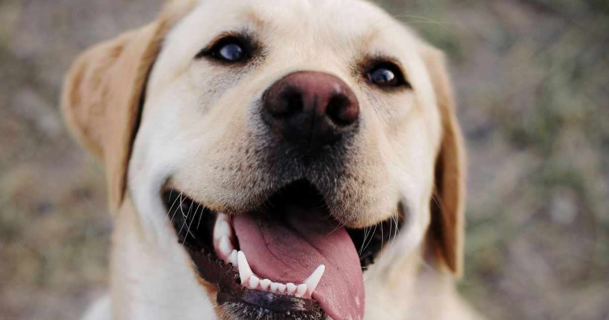 Labrador Retriever Is Basically Billy Joel Every Time He Does Karaoke ...