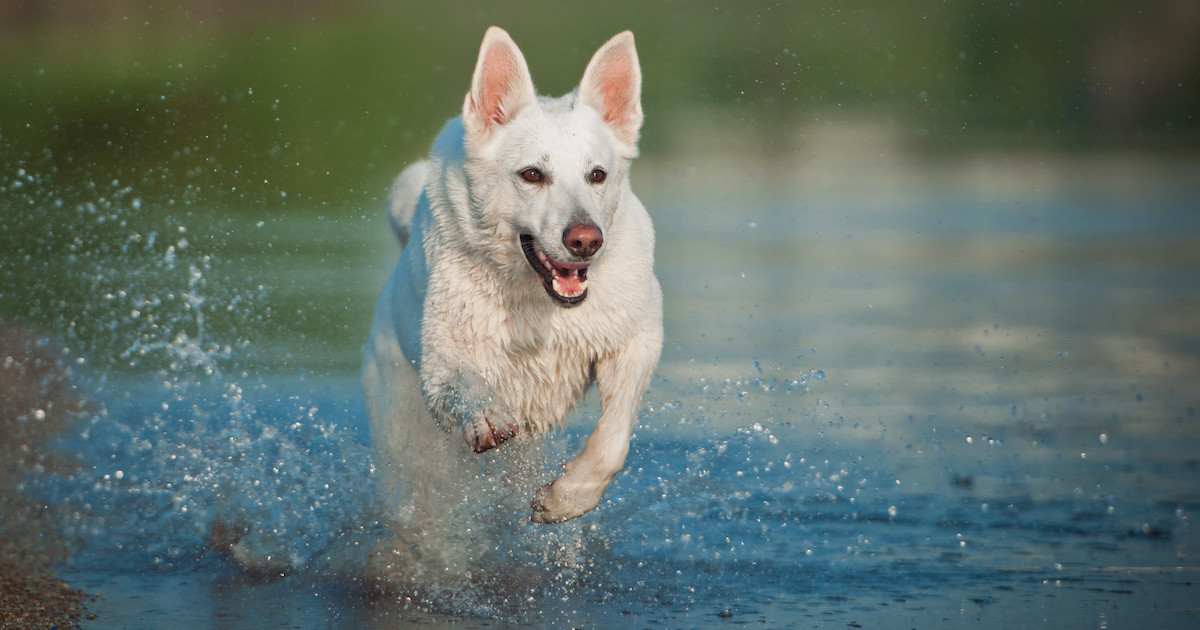 Water-Loving Dog Found Lounging in the Pool Duing ‘Potty Break’ - PetHelpful