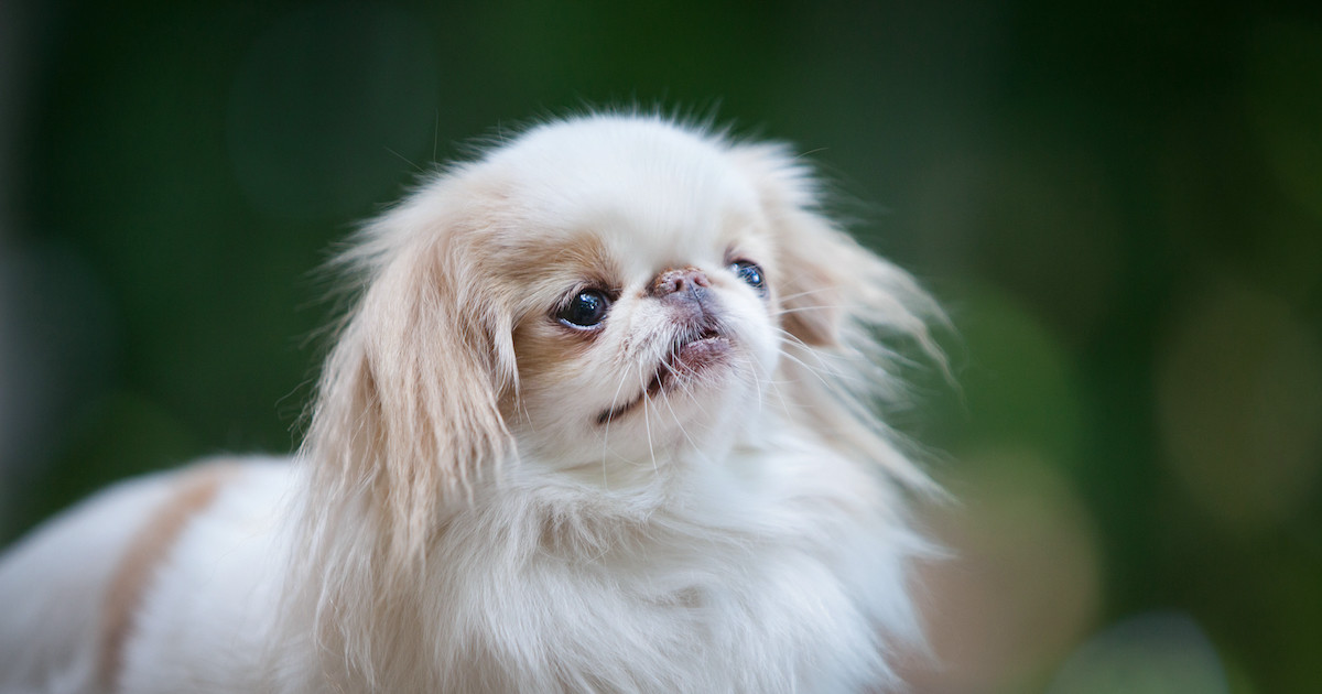 Hilarious Moment Japanese Chin Sneezes in Newborn Baby Sister’s Face ...