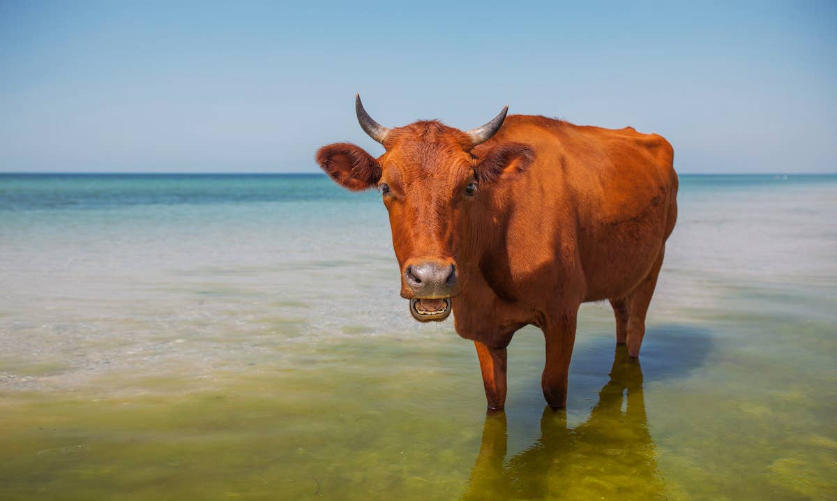 Man and His 'Pet Bull' Enjoying a Beach Day in Japan Are Straight Out ...
