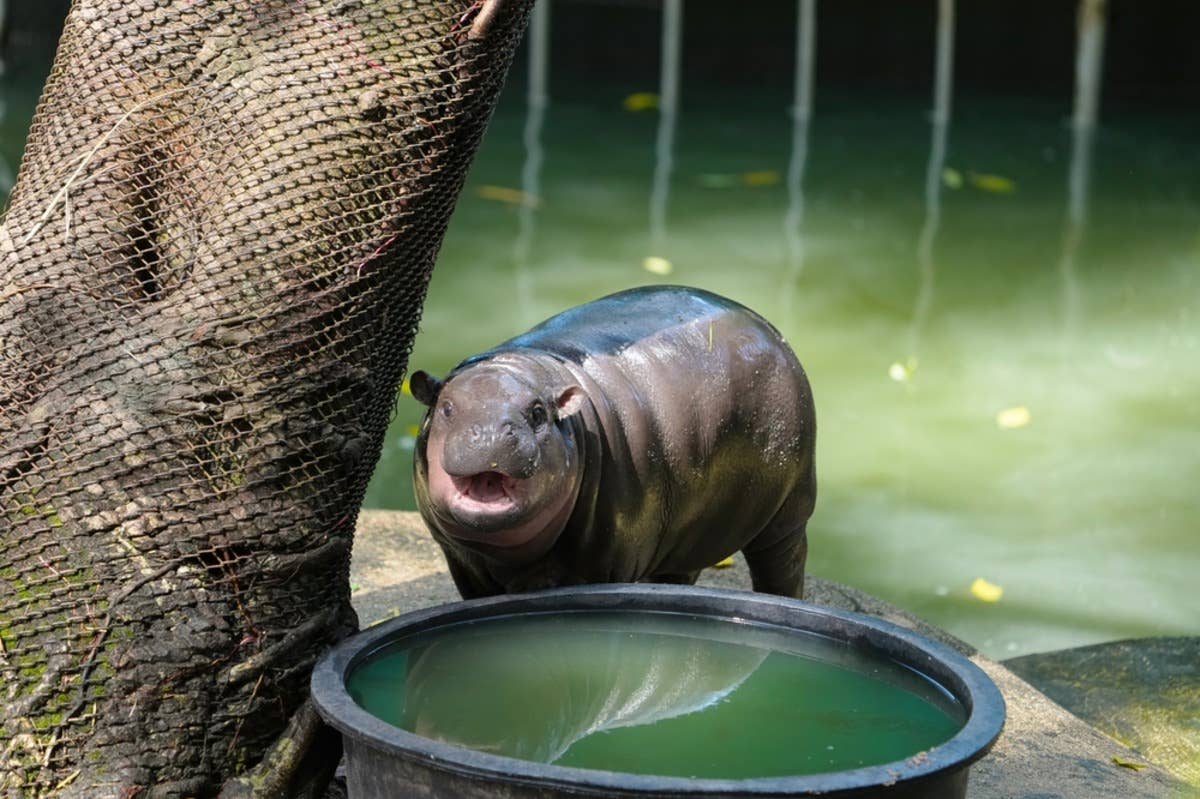 Baby Hippo Trying to Squeeze Around a ‘Tree’ Is Cracking Everybody Up ...