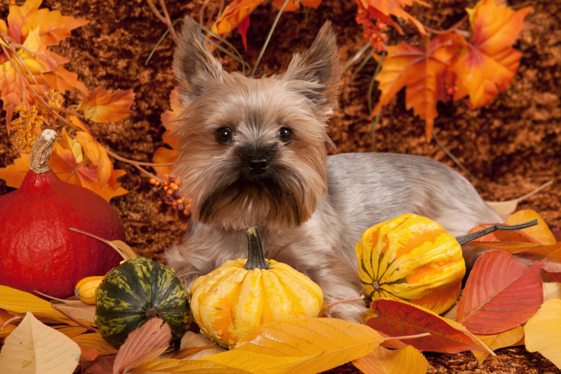 Why Frenchies & Yorkies Love Target’s PSL Dog Toy - PetHelpful