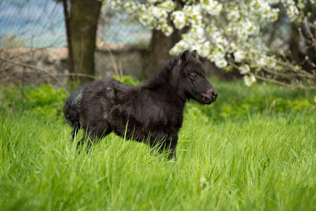 Recovering Miniature Pony’s Zoomies Are an Absolute Triumph - PetHelpful