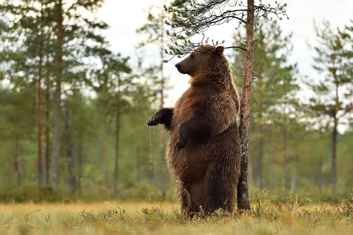 Incredible Footage of Bear Family Using a Tree as a Backscratcher Has ...