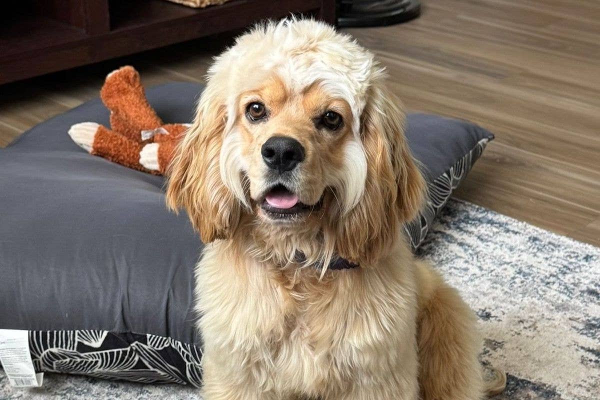 Stray Cocker Spaniel Stares at New Mom Through the Window Until She ...