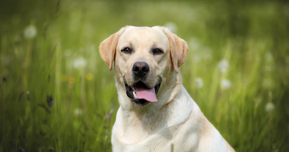8-Month-Old Baby 'Has a Chat' With Yellow Labrador in Moment of ...