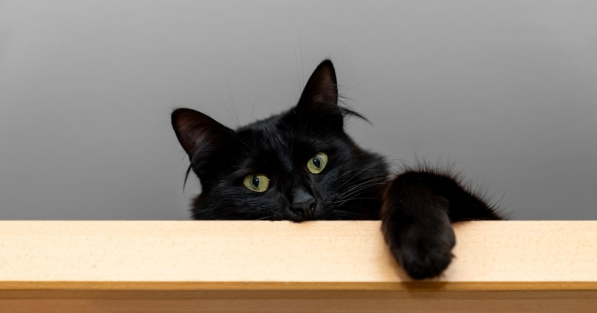 Black Cat Finds His Own ‘Man Cave’ and Spends All His Time Napping in ...