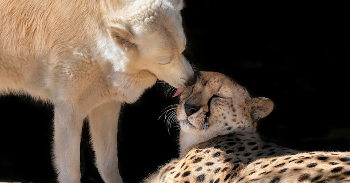 Richmond Zoo Cheetah and His ‘Emotional Support Dog’ Are the Most ...