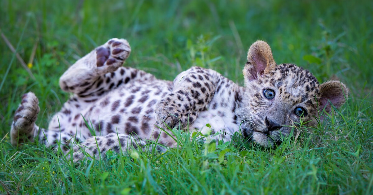 Baby Leopards’ Pouncy Playtime Shenanigans Are Pure Wholesome Goodness - PetHelpful