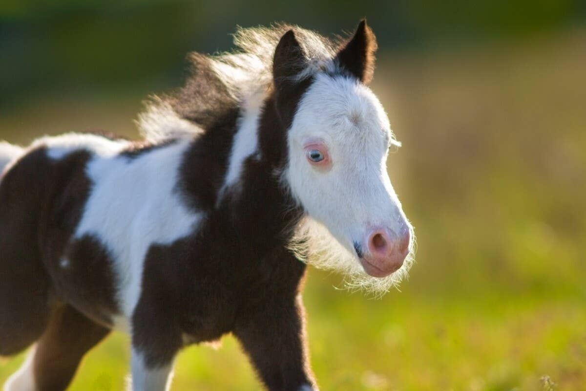 Miniature Ponies’ Adorable Sunset Shenanigans Are the Cutest Thing We ...