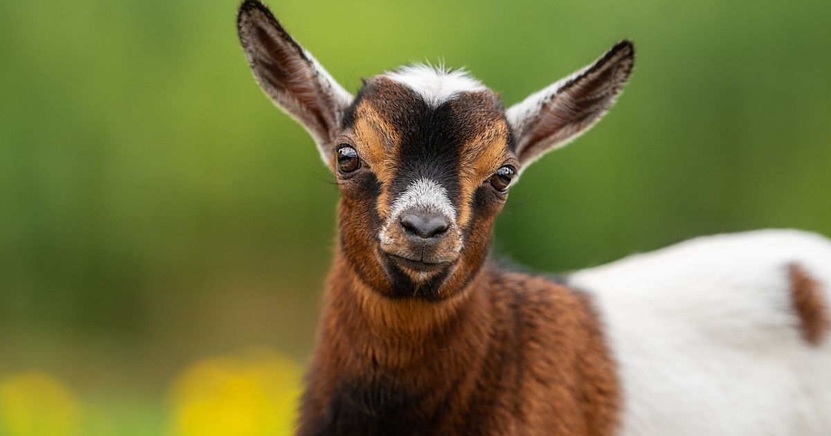 Tiny Baby Goat Falling Asleep in the Palm of His Human Dad’s Hand Has ...
