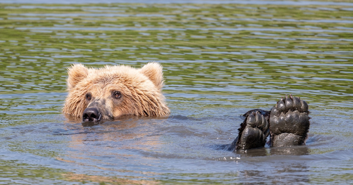 Brown Bear's Adorable River Float Leaves People Stunned by How Well ...