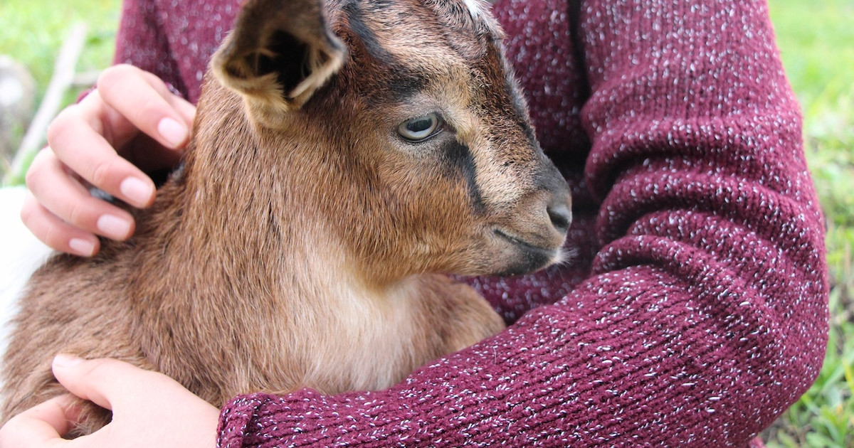 Family Who Lets Their Farm Animals in the House Share Sweet Moments ...