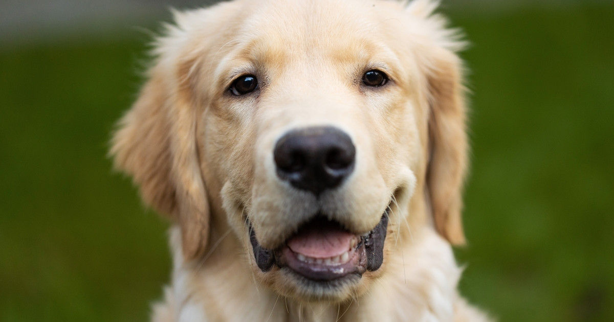 TikTok Shows Golden Retriever Admiring Pictures of Himself - PetHelpful