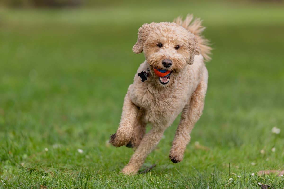 Goldendoodle Running at Full Speed To His Grandparents' House Is a ...