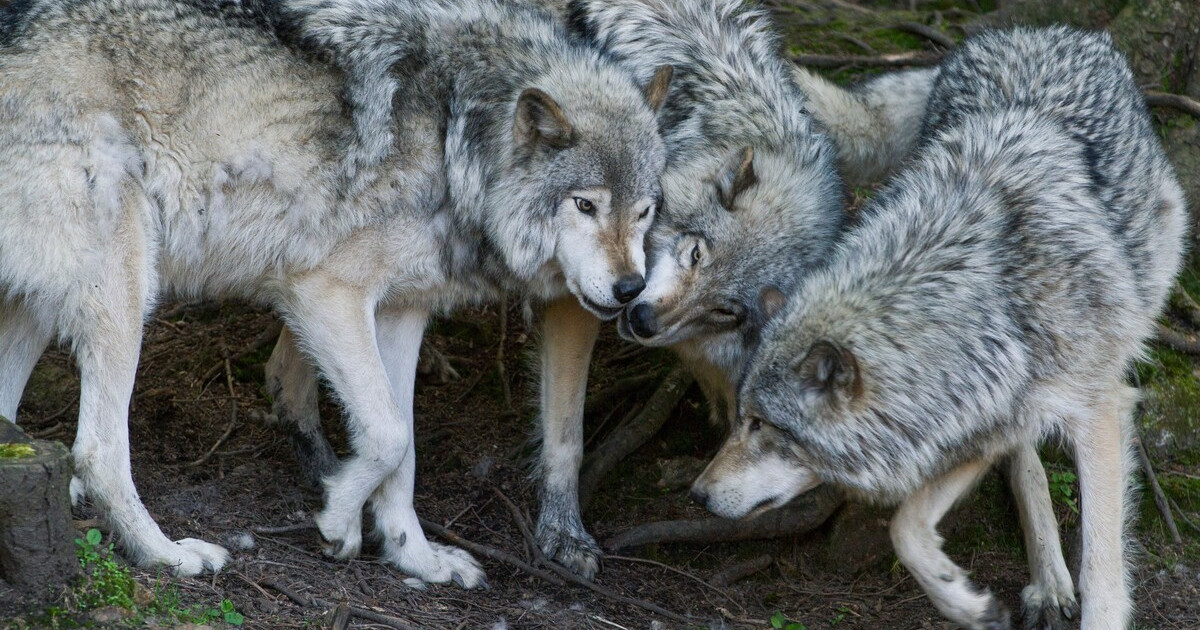 Fluffy Wolf’s Playful Shenanigans Show That Even the ‘Fierceness ...