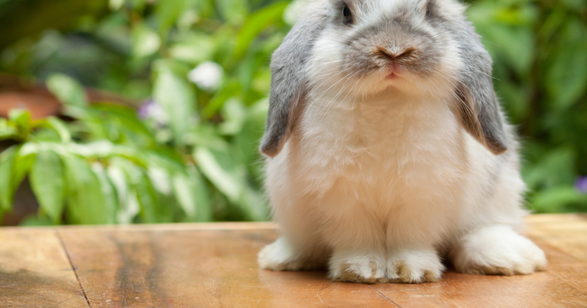 Rabbit Acts Just Like a Toddler and Closes the Door to Avoid Her Sister ...