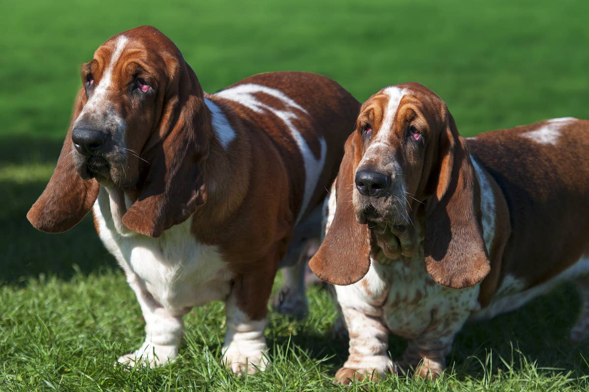 Twin Basset Hounds’ Priceless Staring Contest With a Squirrel Is the ...
