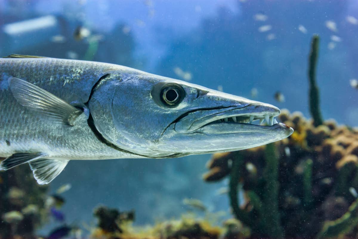 Snorkeler's Close-Up Encounter With a Barracuda in Mexico Has Viewers ...
