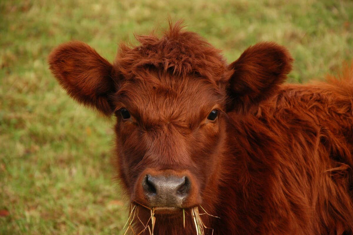 Precious Mini Cow Enjoying Pool Time Serenity Is Truly Living the Dream ...