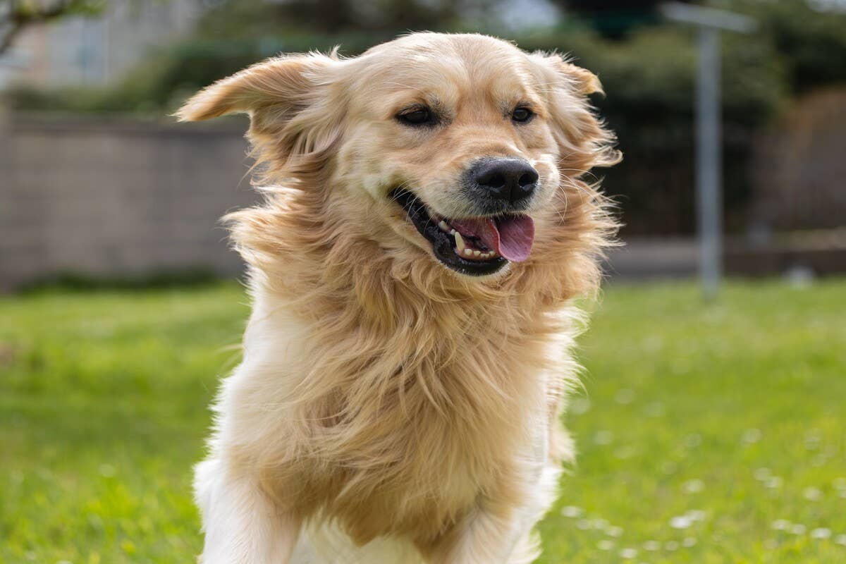 Precious Golden Retriever Finds a Box of Free Toys on His Daily Walk ...