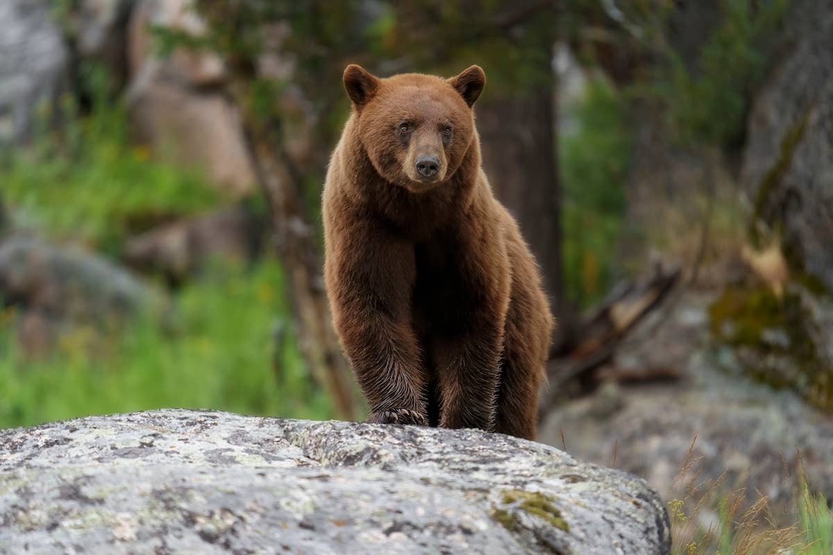 Massive Bear Who Broke Into Lake Tahoe Ice Cream Shop Clearly Has a ...