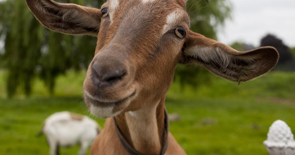 Farmer Shares Her Animals’ Crazy Antics of the Week and It’s the Cutest ...