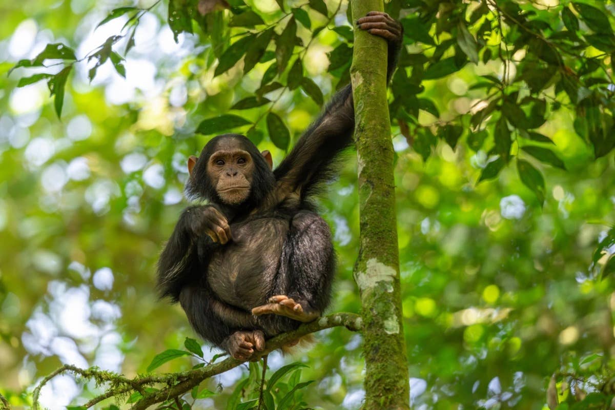 Baby Chimpanzee Climbing and ‘Free Falling’ at NC Zoo Is Making ...