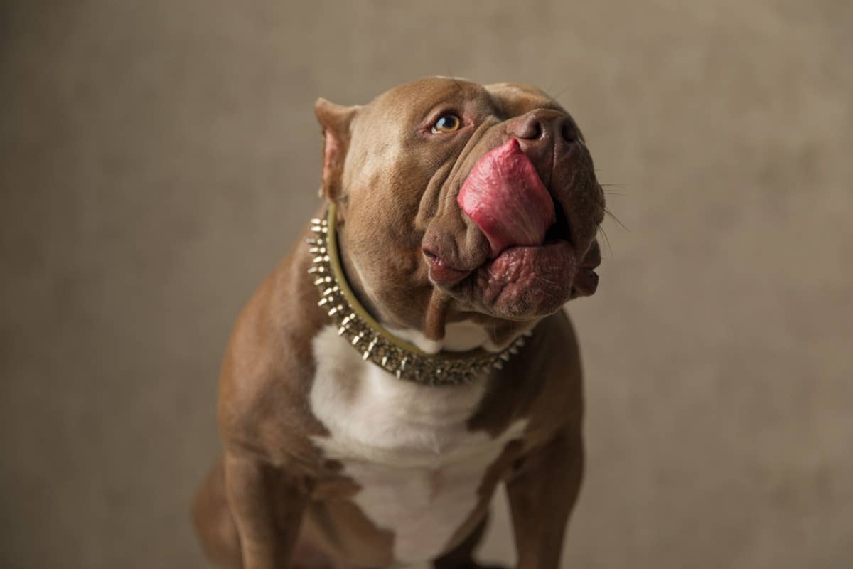 Hungry American Bully Has Funniest Way of Feeding Himself - PetHelpful