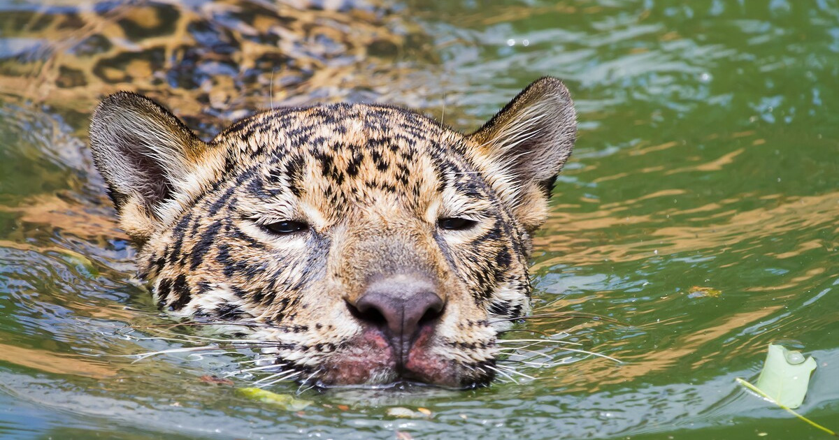 Phoenix Zoo Leopard Swimming for the First Time Is Too Wholesome for ...