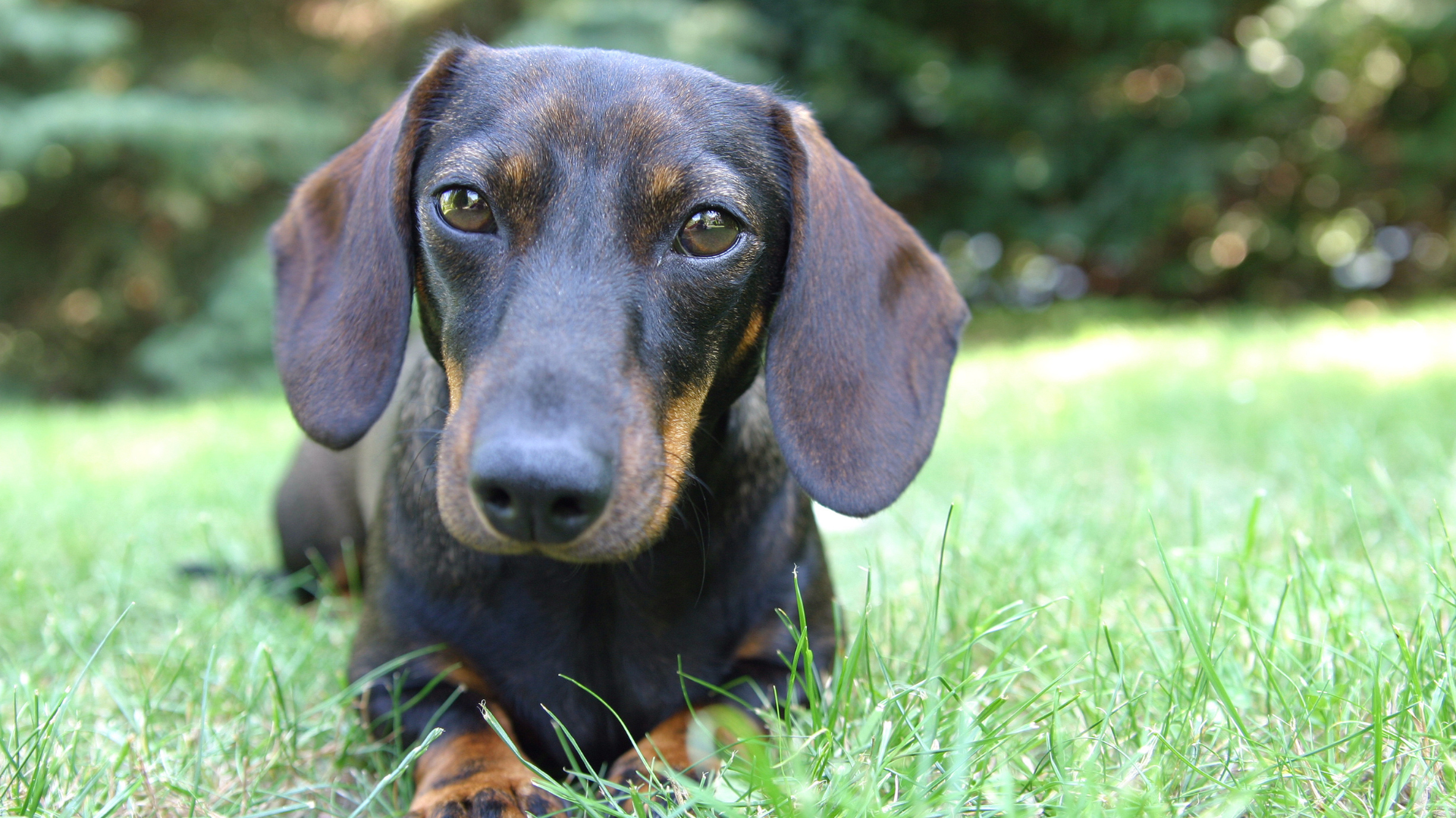 Brave Dachshund Is Fearless When Facing the Giant Spider Toy - PetHelpful
