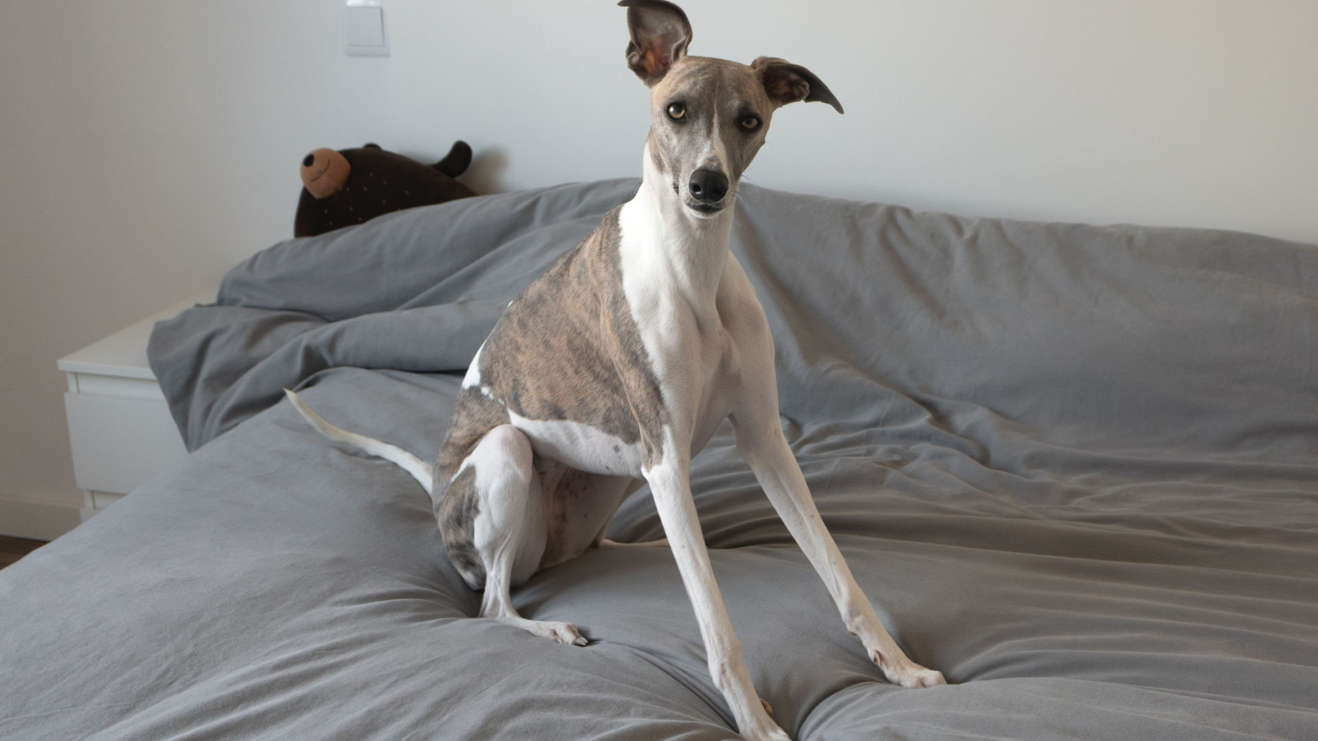 Greyhound Gets His Own Bedroom in Mom & Dad’s House & It’s a Work of ...