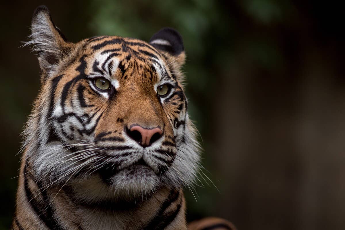 Wholesome Way Phoenix Zoo Tiger Plays With Her Cardboard Box Shows She ...