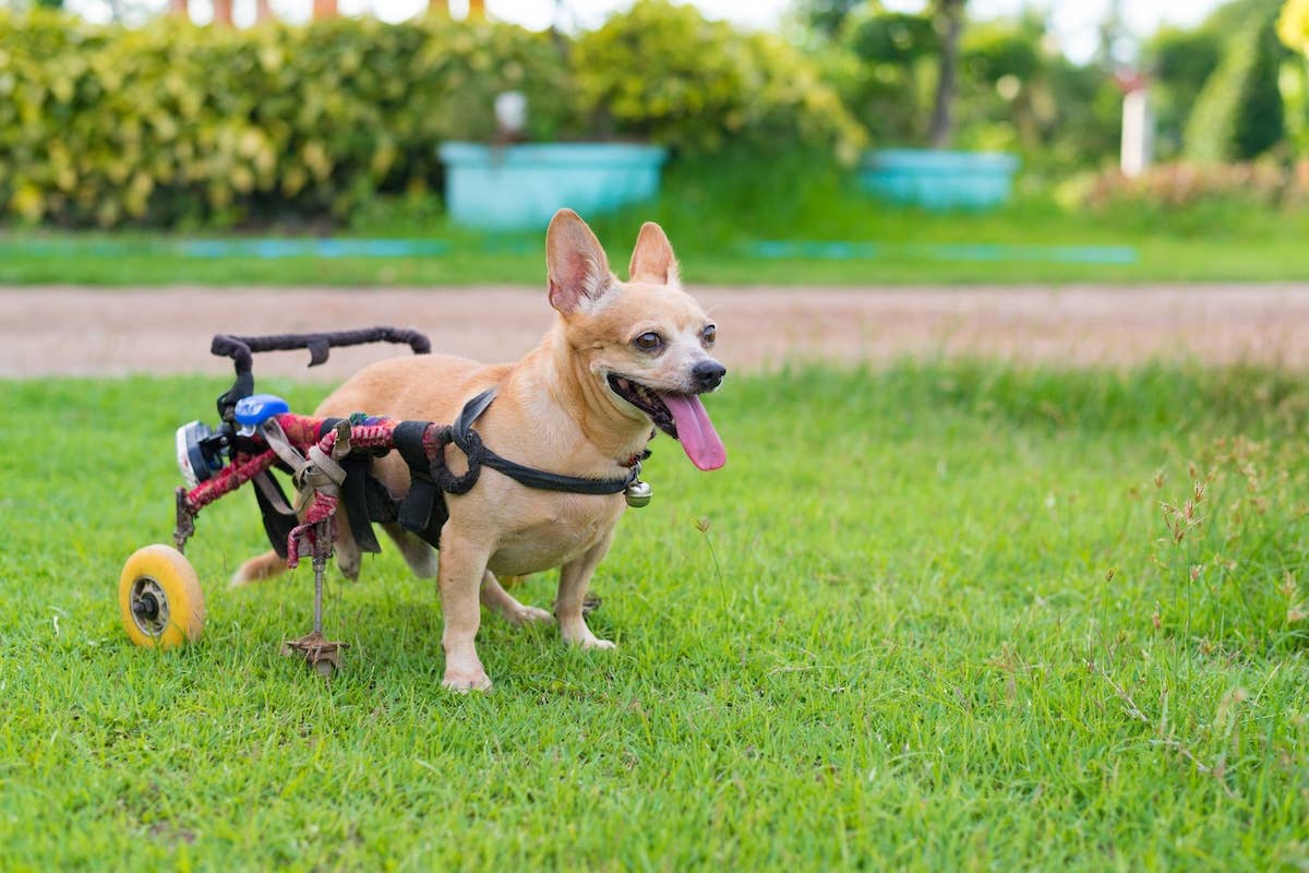 2 Disabled Dogs Meeting and Becoming Friends Brings All the Feels and ...