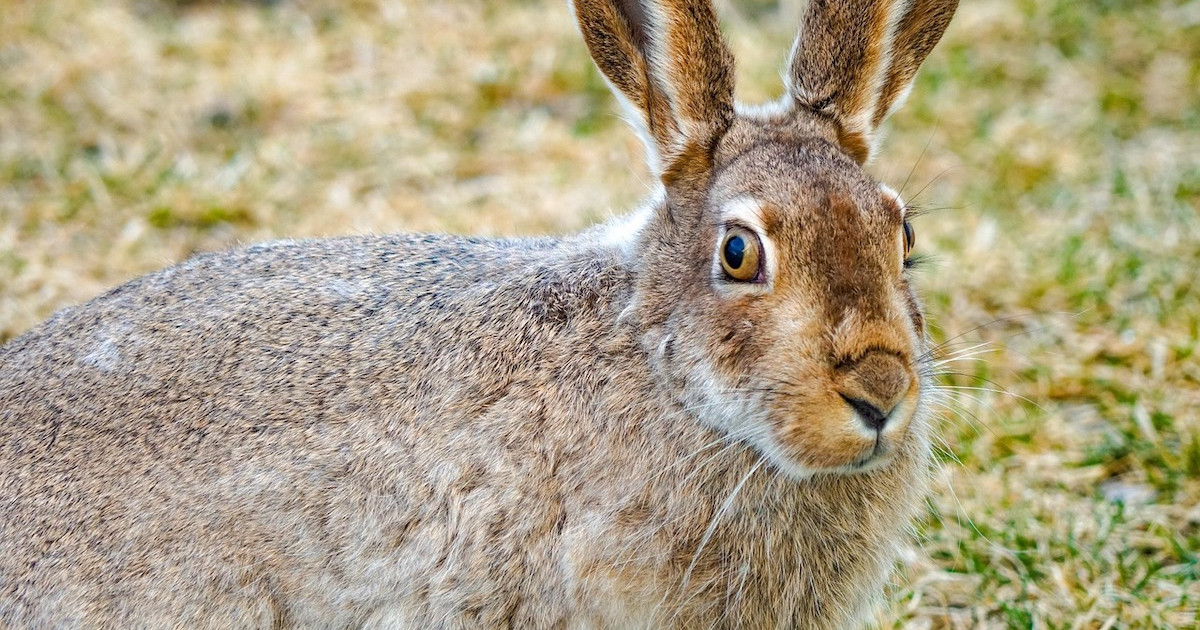 Viral Video of a Massive Jackrabbit Has People Realizing How Big ...