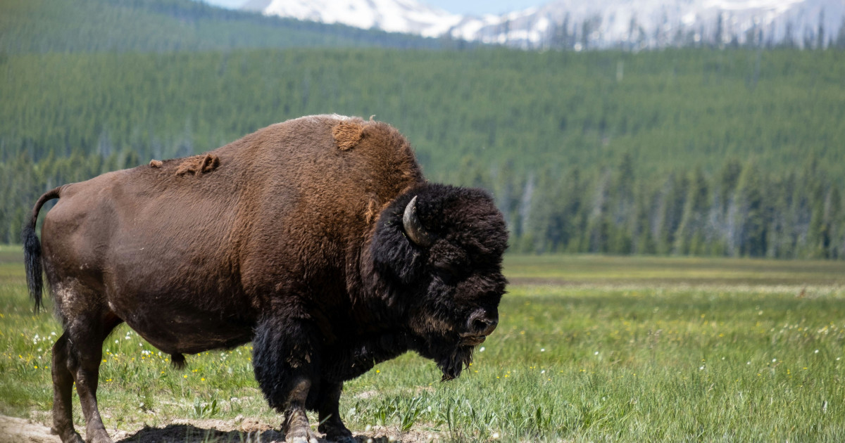 Massive Bison Using National Park Sign To Scratch an Itch Has Onlookers ...