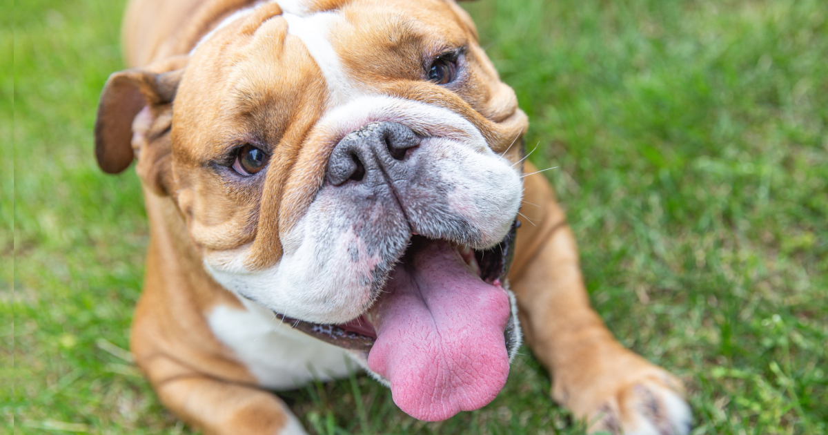 Bulldog Puppy’s ‘Evil Laugh’ After Destroying the Furniture Is Too ...