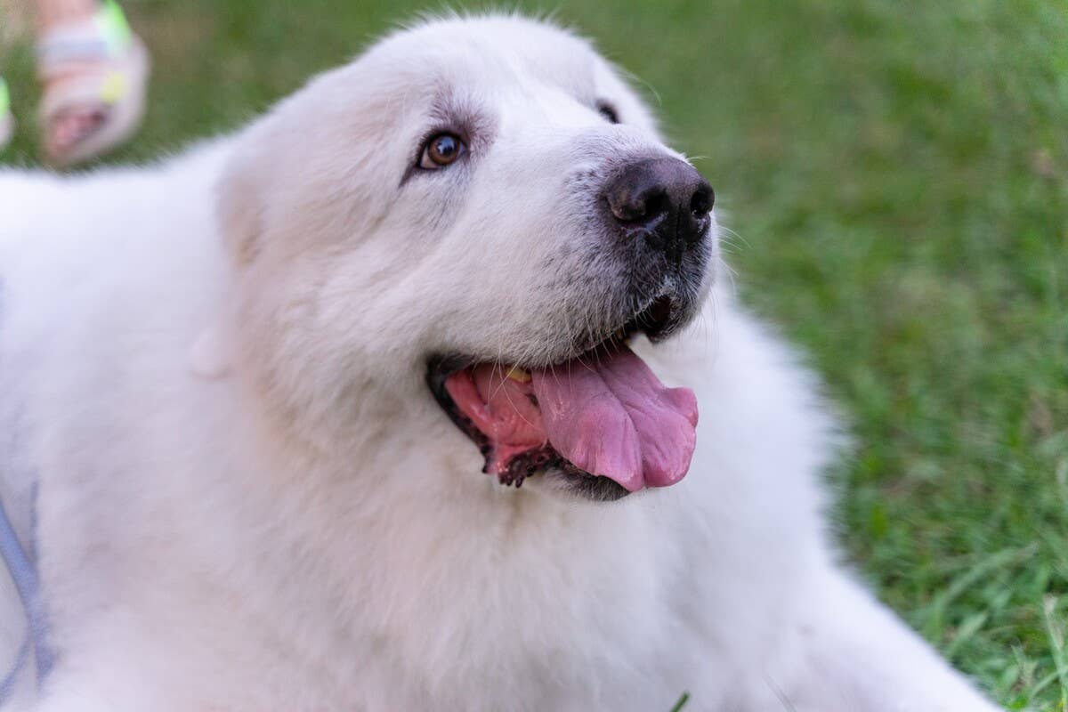 Massive Great Pyrenees Is the Ultimate ‘Fluffy Playground’ for Precious ...