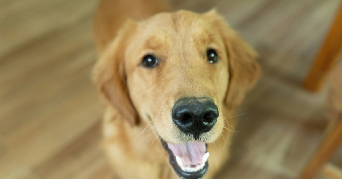 Golden Retriever Sweetly Comforting Crying Baby Will Make Anyone ...