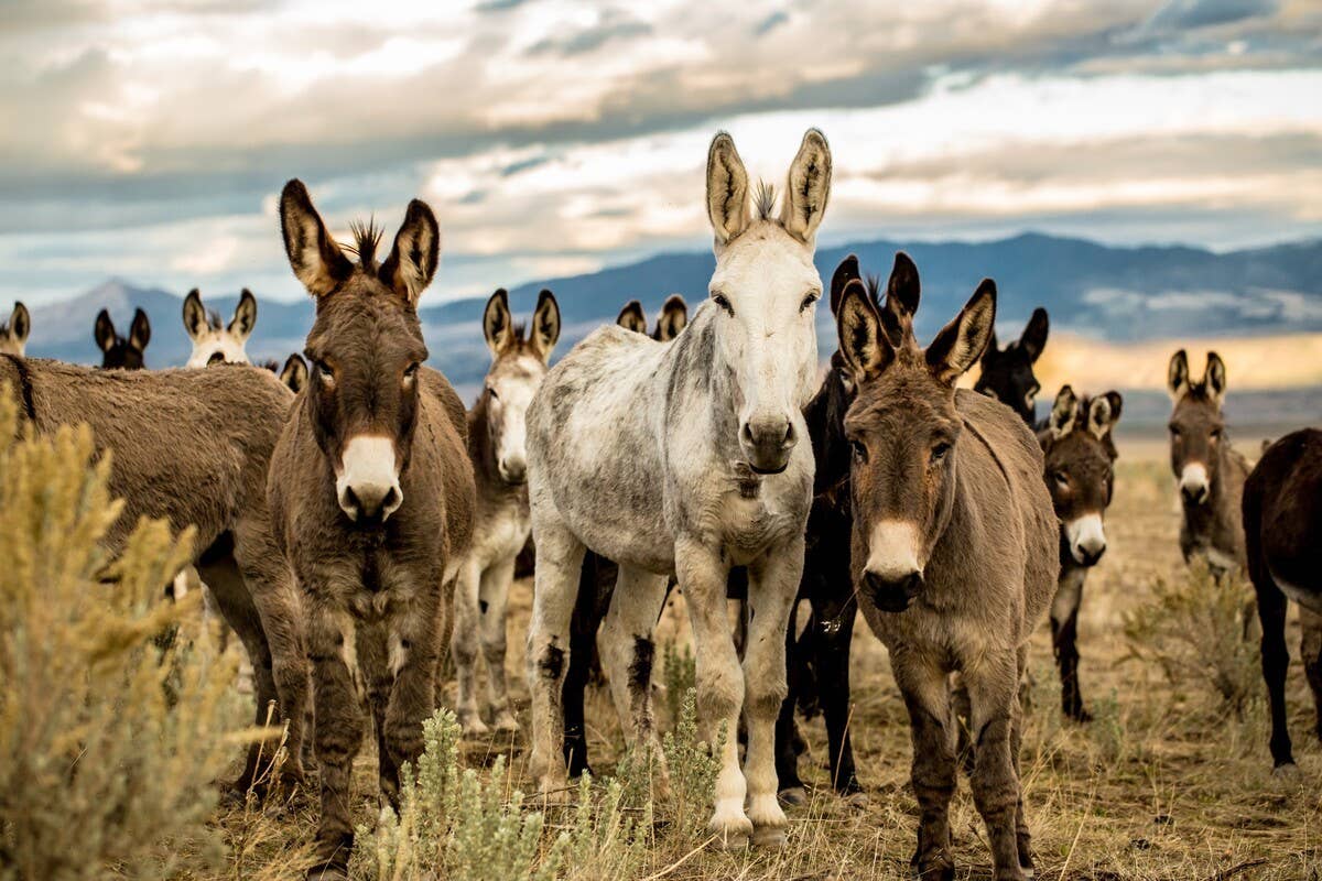 ‘Hangry’ Donkeys Demanding Food From Mom Are Like Something Out of a ...