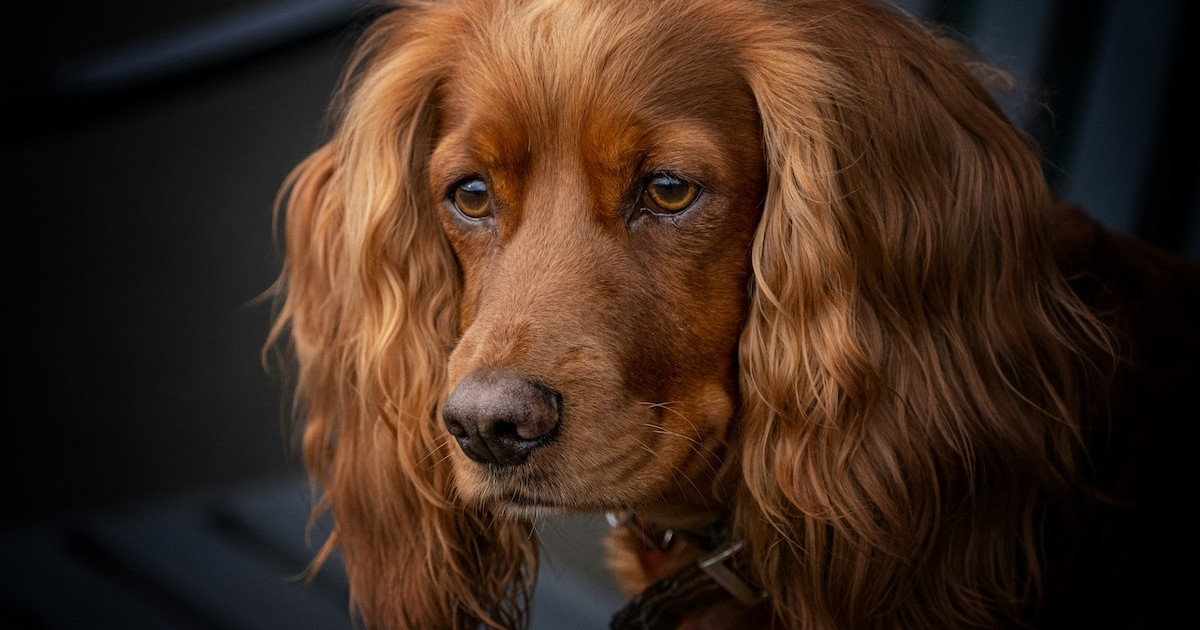Hard-Working Service Dog Alerts Mom to Little Boy's Low Blood Sugar ...