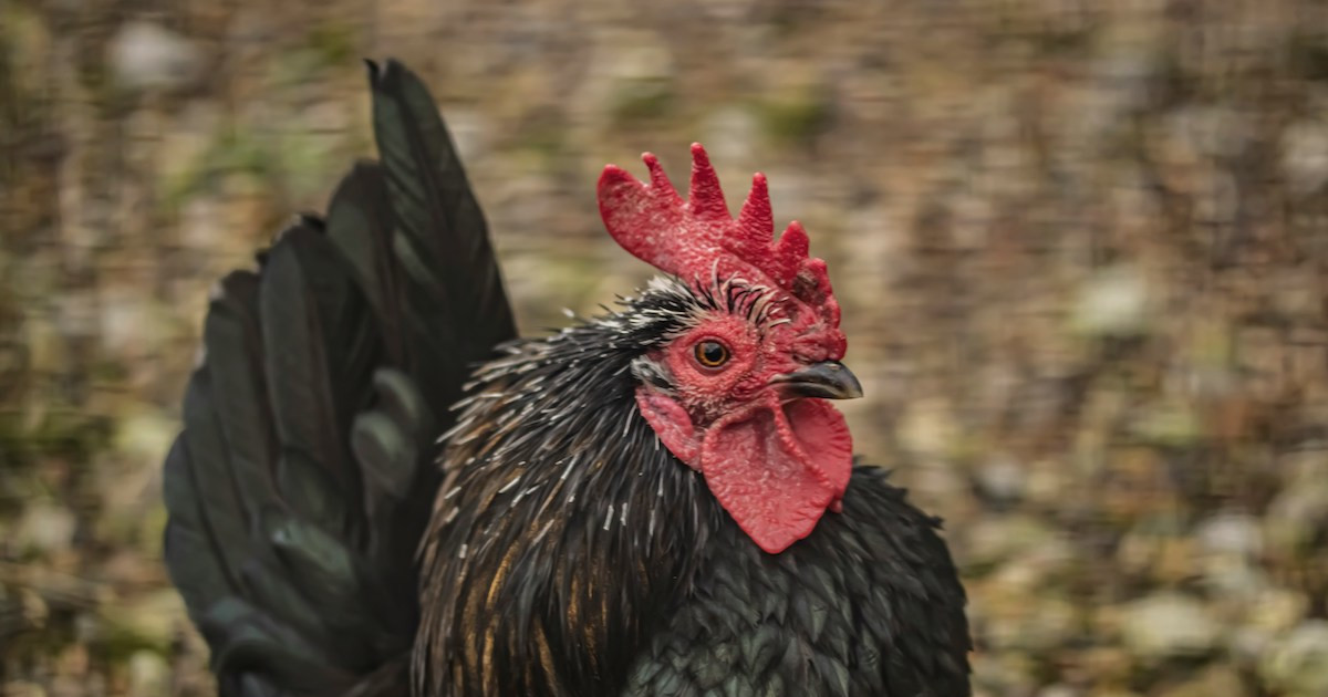 Protective Rooster Comforting His Neighbor's Hen After Her Flock Was ...